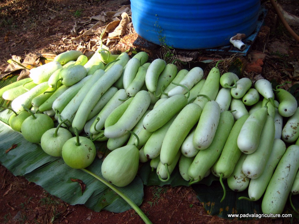 PADVAL AGRICULTURE AND FARM ENTERPRISES: Vegetable Farming